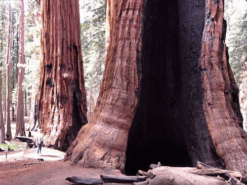 Sequoia National Park