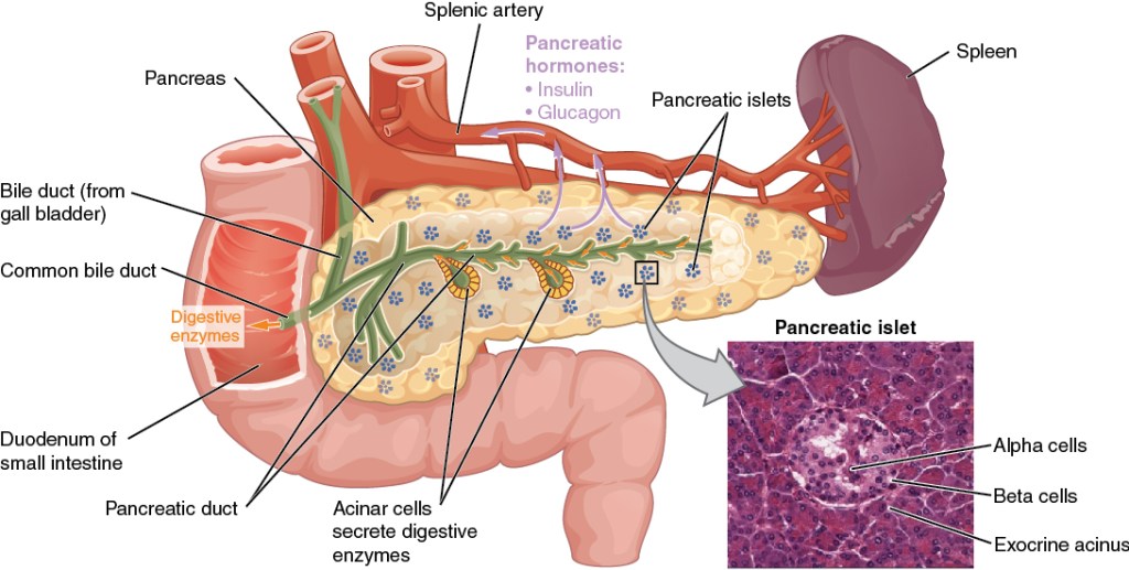 HBS Unit 2 - Review Sheet | Biomed Guide