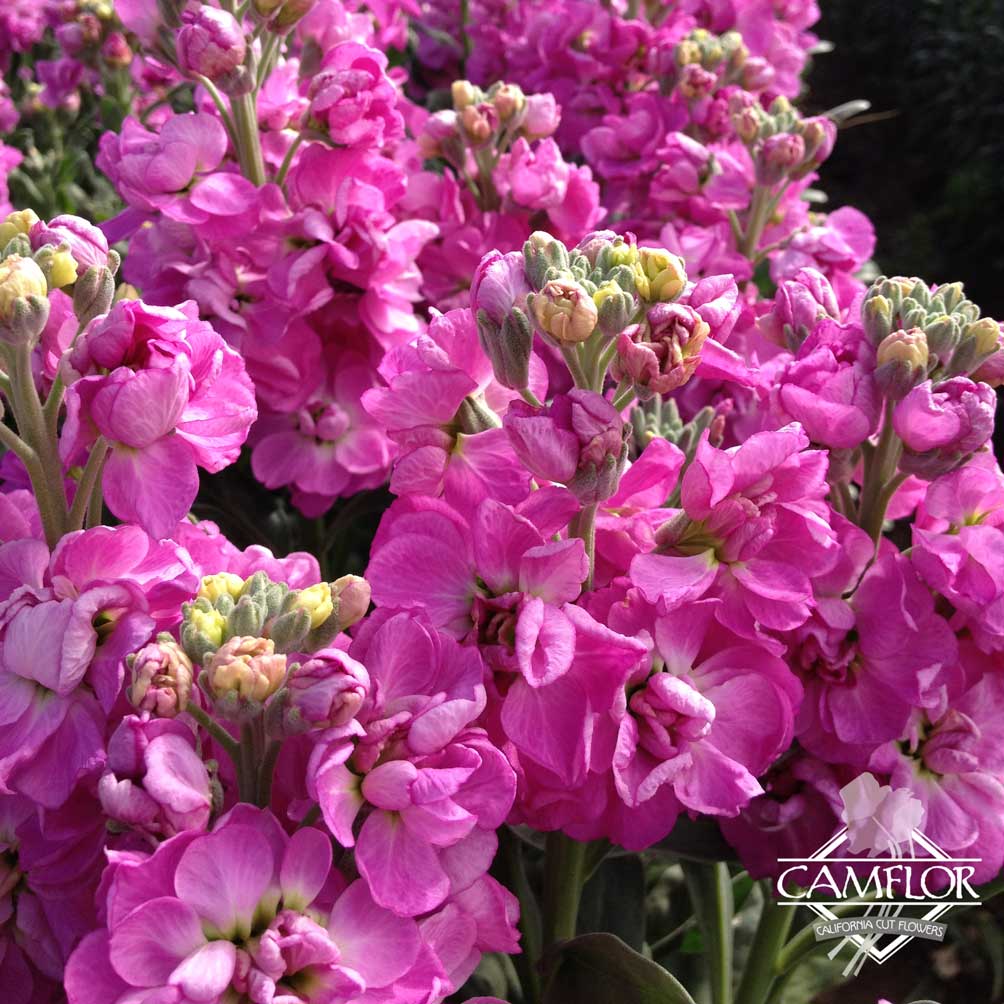 Stock Pink | CamFlor, Inc.