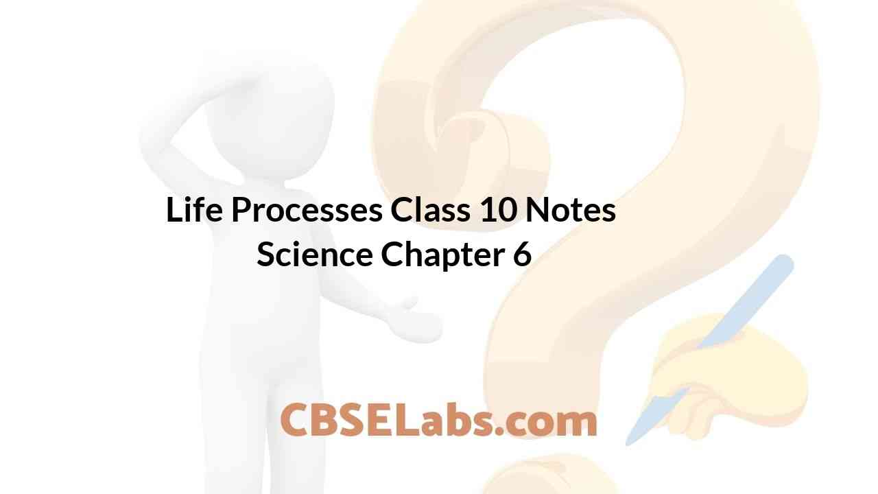 Life Processes Class 10 Notes Science Chapter 6 - CBSE Labs