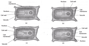 NCERT Class 9 Science Lab Manual - Slide of Onion Peel and Cheek Cells ...