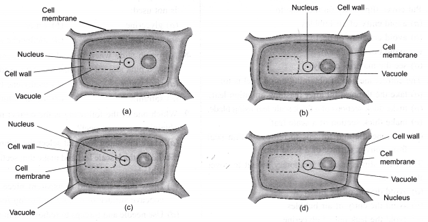 NCERT Class 9 Science Lab Manual - Slide of Onion Peel and Cheek Cells ...