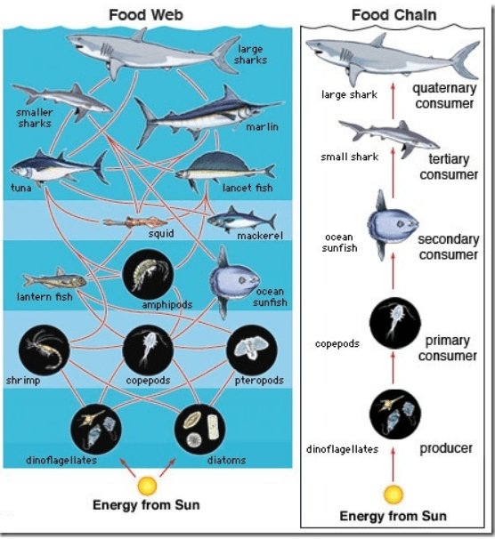 What is the difference between a food chain, a food web, and an energy ...