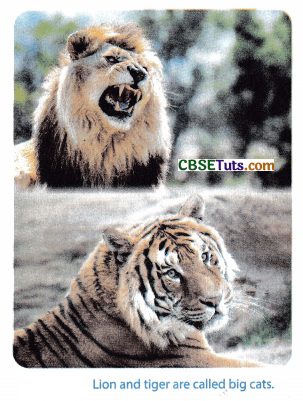 Adaptation of Animals in Different Habitats - CBSE Tuts