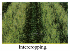 Cropping Patterns - Mixed Cropping, Intercropping, Crop Rotation - CBSE ...