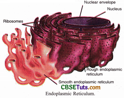 An Overview of Cytoplasm and Cell Organelles - Types, Structure and their Functions - CBSE Tuts