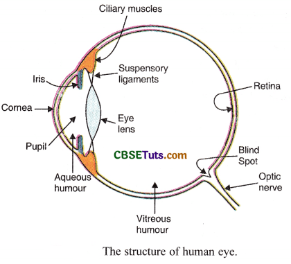 Structure and Functions of Human Eye with Diagram - CBSE Tuts