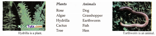 Let Us See the Classification of Objects Around Us - CBSE Tuts