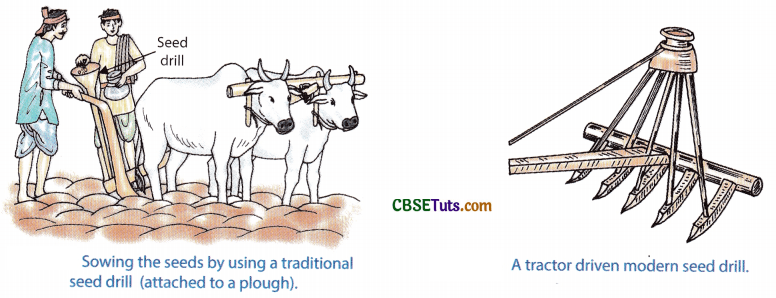 Seed Sowing Methods, Precautions and Transplanting Seedlings - CBSE Tuts