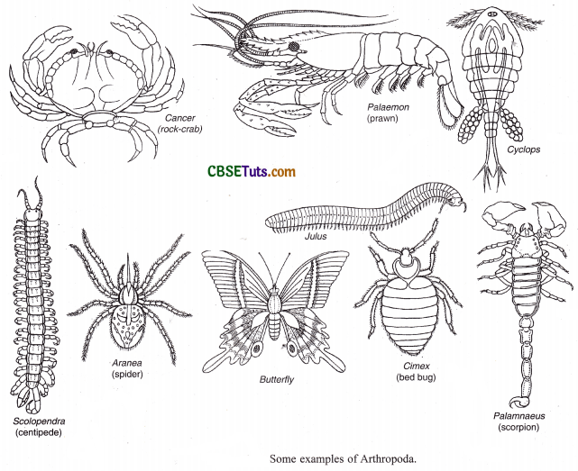 Phylum Arthropoda - Characteristics & Classification - CBSE Tuts