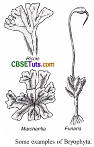 Plant Kingdom - Types, Classification, Characteristics and Differences ...