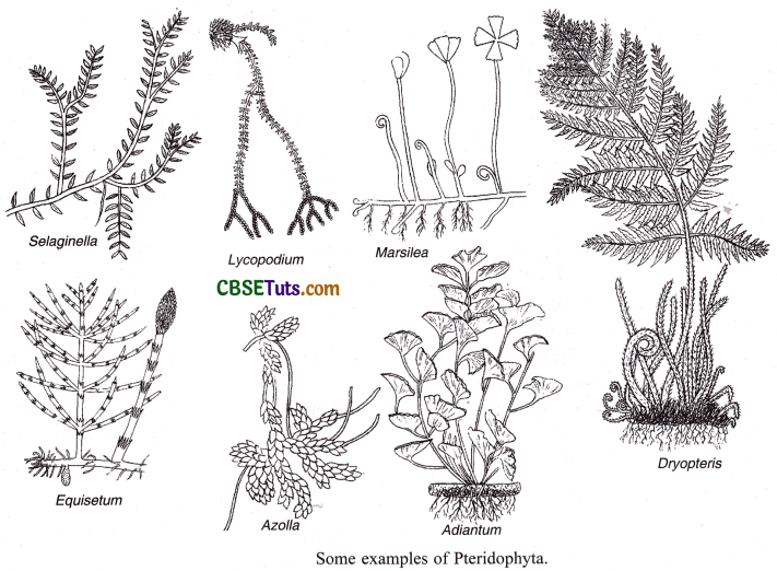 Plant Kingdom - Types, Classification, Characteristics and Differences ...