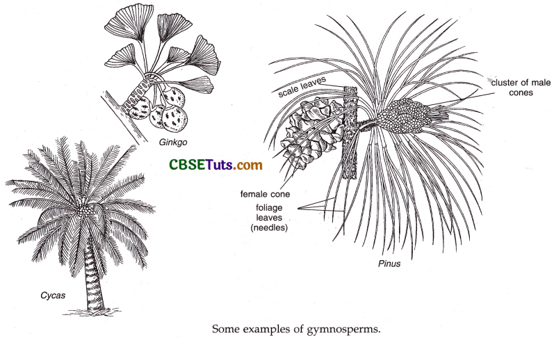 Plant Kingdom - Types, Classification, Characteristics and Differences ...