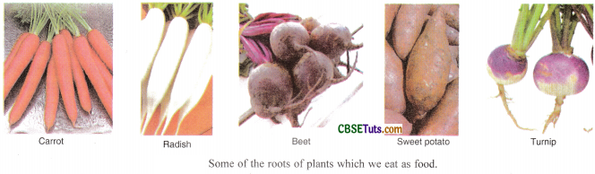 Edible Parts of Plants That We Eat as Food - CBSE Tuts