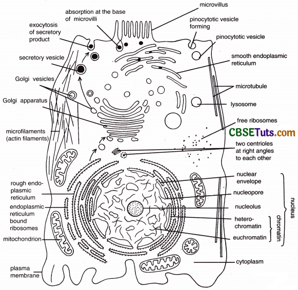 Labeled Plant Cell Diagram Black And White