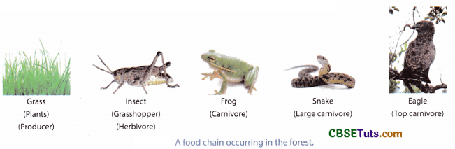 Forest Ecosystem, Food Chain and Structure of Forest - CBSE Tuts