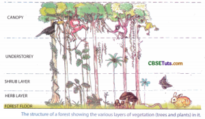 Forest Ecosystem, Food Chain and Structure of Forest - CBSE Tuts