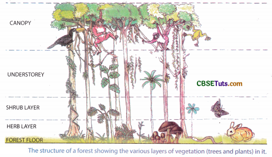Forest Ecosystem, Food Chain and Structure of Forest - CBSE Tuts
