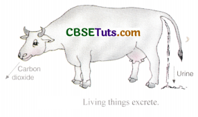 Different Forms of Excretion by Living Organisms - CBSE Tuts