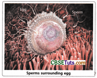 Fertilization and Early Embryonic Development in Human - CBSE Tuts