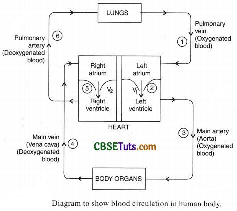 Human Circulatory System: Anatomy, Diagram and Function - CBSE Tuts