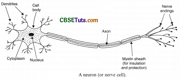Human Nervous System - Structure, Function & Parts - CBSE Tuts