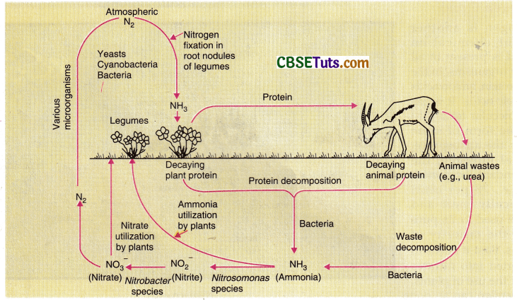 Nitrogen Cycle - Definition, Steps and Importance - CBSE Tuts