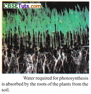Nutrition in Plants and Experiments on Photosynthesis - CBSE Tuts