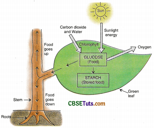 Nutrition in Plants and Experiments on Photosynthesis - CBSE Tuts