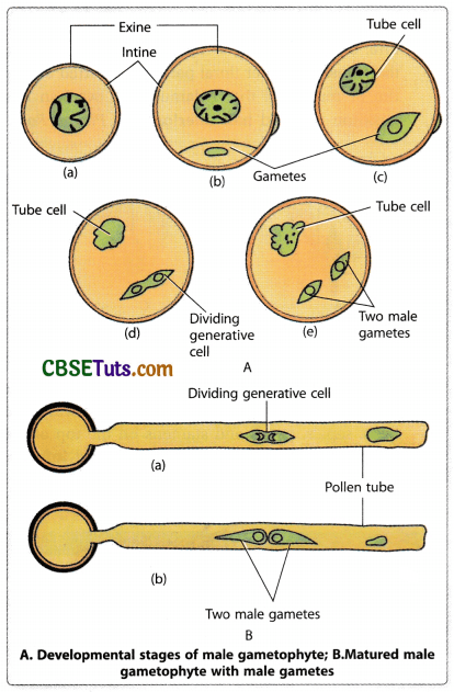 Pre-fertilization - Brief About Structures and Events Involved - CBSE Tuts