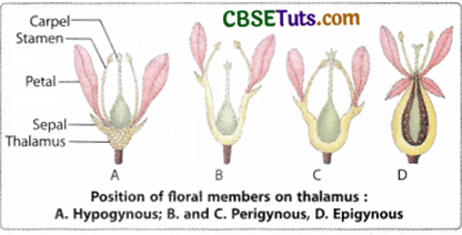 Pre-fertilization - Brief About Structures and Events Involved - CBSE Tuts