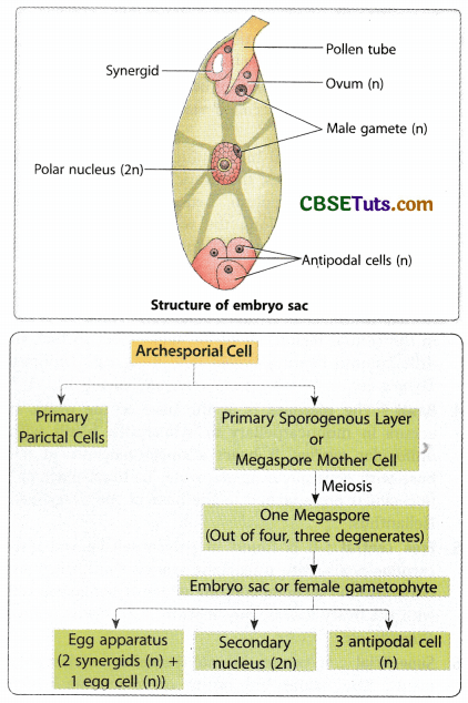 Pre-fertilization - Brief About Structures and Events Involved - CBSE Tuts