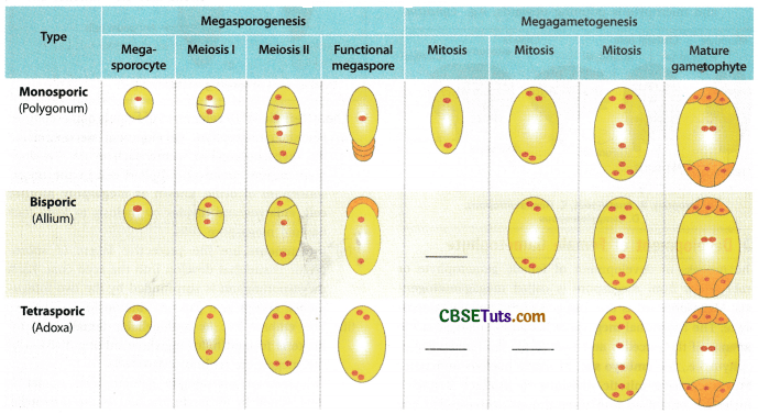 Pre-fertilization - Brief About Structures and Events Involved - CBSE Tuts