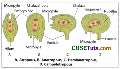 Pre-fertilization - Brief About Structures and Events Involved - CBSE Tuts