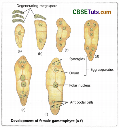 Pre-fertilization - Brief About Structures and Events Involved - CBSE Tuts