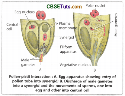 Pre-fertilization - Brief About Structures and Events Involved - CBSE Tuts
