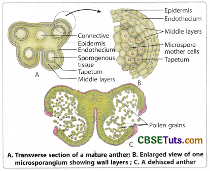 Pre-fertilization - Brief About Structures and Events Involved - CBSE Tuts