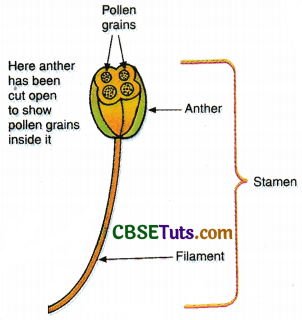 Sexual Reproduction in Flowering Plants - An Overview - CBSE Tuts