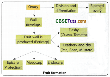 Significance of Seeds and Fruits Formation - CBSE Tuts