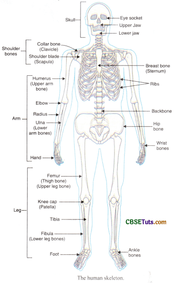 Skeleton : Definition, Meaning and Diagram - CBSE Tuts