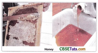 Beekeeping - Definition, Equipment, Facts and Management - CBSE Tuts