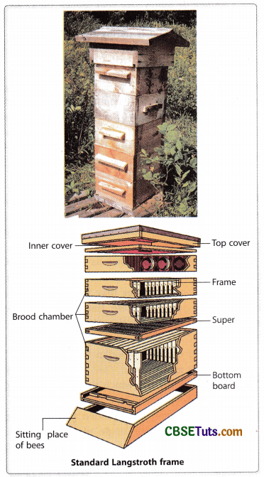 Beekeeping - Definition, Equipment, Facts and Management - CBSE Tuts