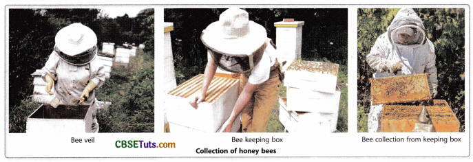 Beekeeping - Definition, Equipment, Facts and Management - CBSE Tuts