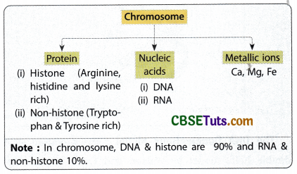 Chromosomal Theory of Inheritance: Observations and Inheritance - CBSE Tuts