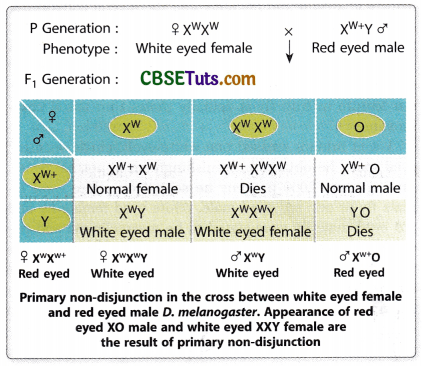 Chromosomal Theory of Inheritance: Observations and Inheritance - CBSE Tuts