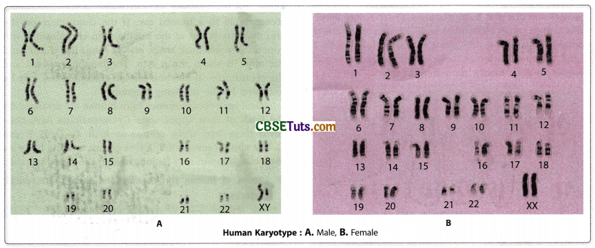 Chromosomal Theory of Inheritance: Observations and Inheritance - CBSE Tuts