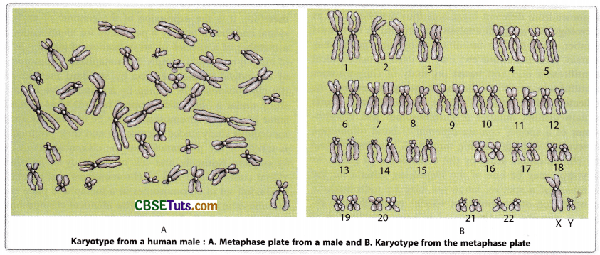 Chromosomal Theory of Inheritance: Observations and Inheritance - CBSE Tuts