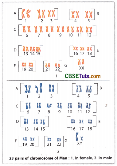 Chromosomal Theory of Inheritance: Observations and Inheritance - CBSE Tuts