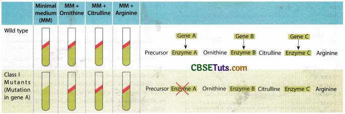 Concept of Gene - Characteristics, Structure and Properties of Gene ...
