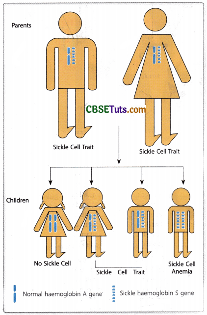 Mendelian Genetics Explore Mendel's Laws of Inheritance in Human - CBSE ...